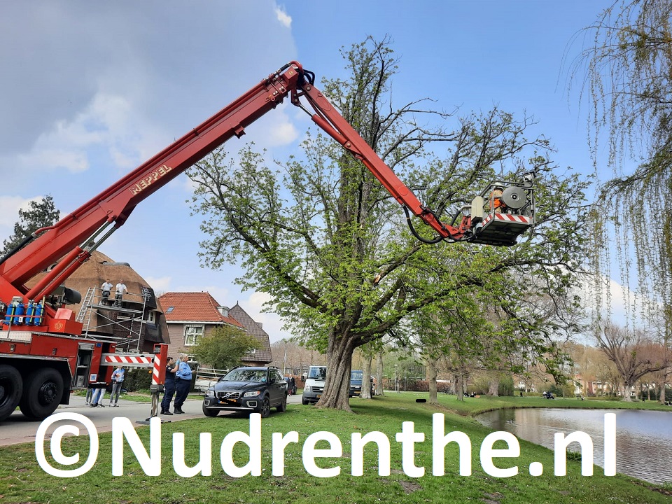Vogel vast in een boom met visdraad om zich heen in het Wilhelminapark ...