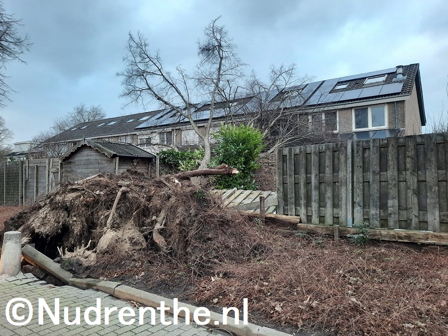 UPDATE: Grote boom in tuin gewaaid aan de Hercules Seegerslaan in ...
