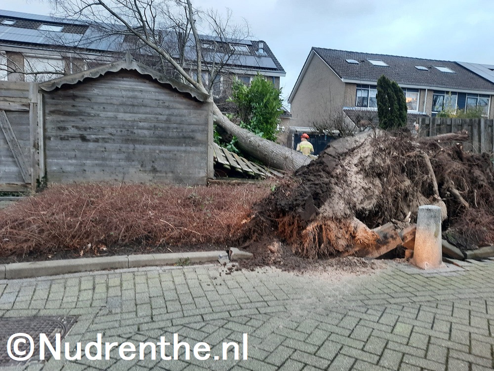 UPDATE: Grote boom in tuin gewaaid aan de Hercules Seegerslaan in ...