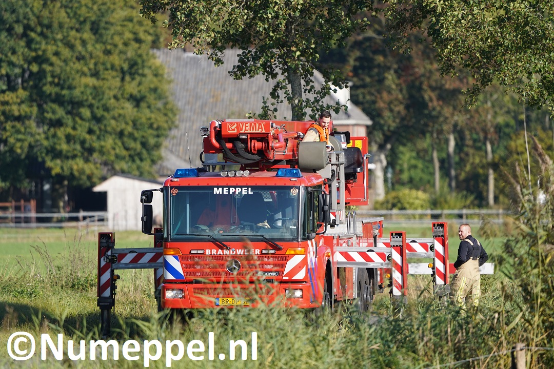 Poes vast in een boom aan de Ruinerwoldseweg in Meppel - Numeppel