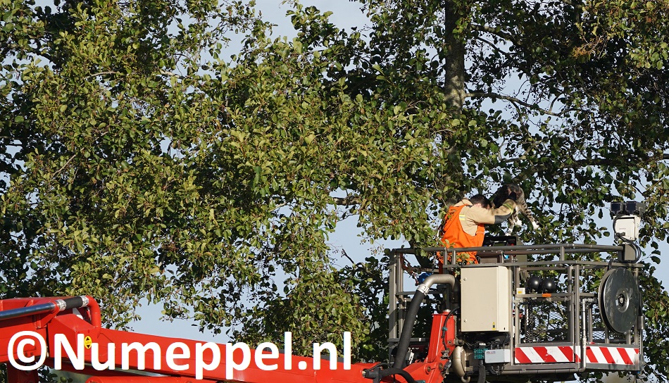 Poes vast in een boom aan de Ruinerwoldseweg in Meppel - Numeppel