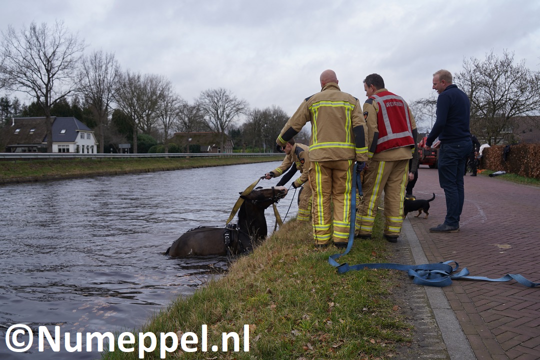 Paard met koets te water in Uffelte - Numeppel.nl | Boven op het Nieuws